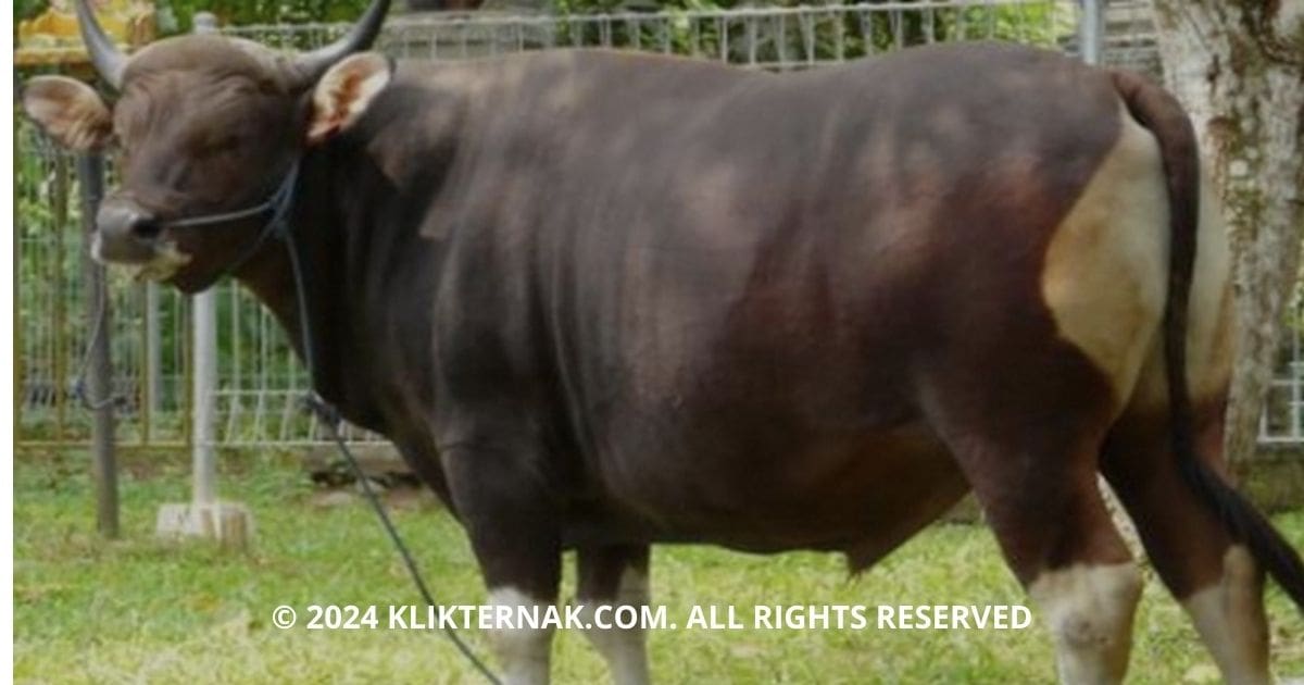 Sapi Bali: Warisan Nusantara yang Tangguh – Klik Ternak