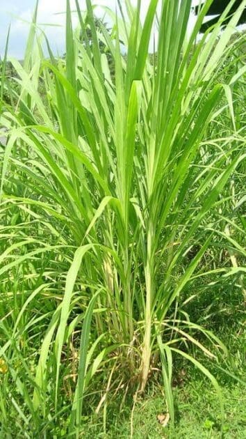 Mengenal King Grass, Rumput Unggul dengan Produktivitas Tinggi dan ...