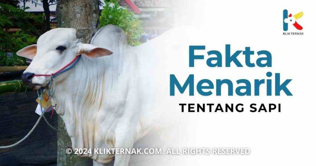 Fakta Menarik Dan Peran Penting Ternak Sapi Dalam Masyarakat - Klik Ternak