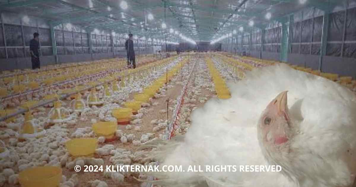 Kenalin Penyakit Tetelo, Momok Menakutkan Bagi Peternak Ayam - Klik Ternak
