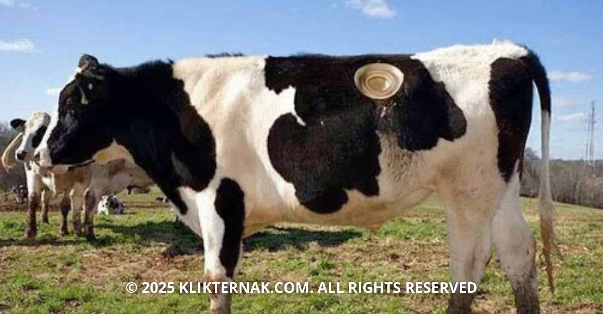 Fistula pada Sapi: Manfaat, Proses, dan Perawatannya - Klik Ternak