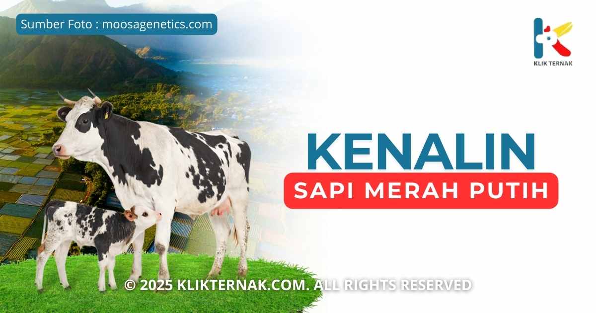 Mengenal Sapi Merah Putih: Inovasi Genetik untuk Sapi Perah Unggul di ...